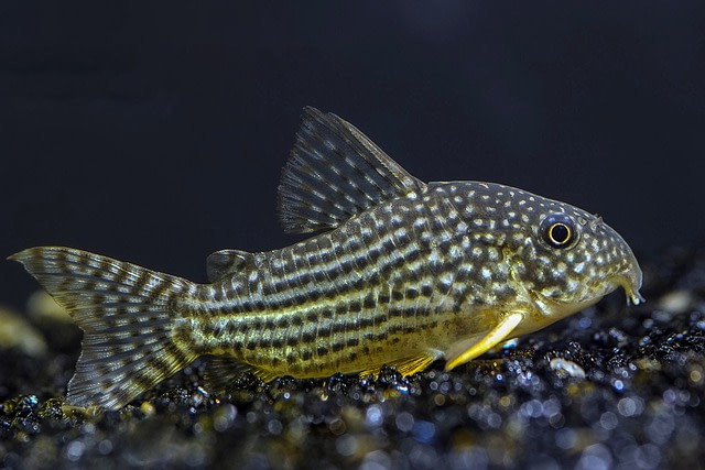 Why Why Your Cory Catfish Died Suddenly In Your Tank Bestpetfish why-why-your-cory-catfish-died-suddenly-in-your-tank-bestpetfish